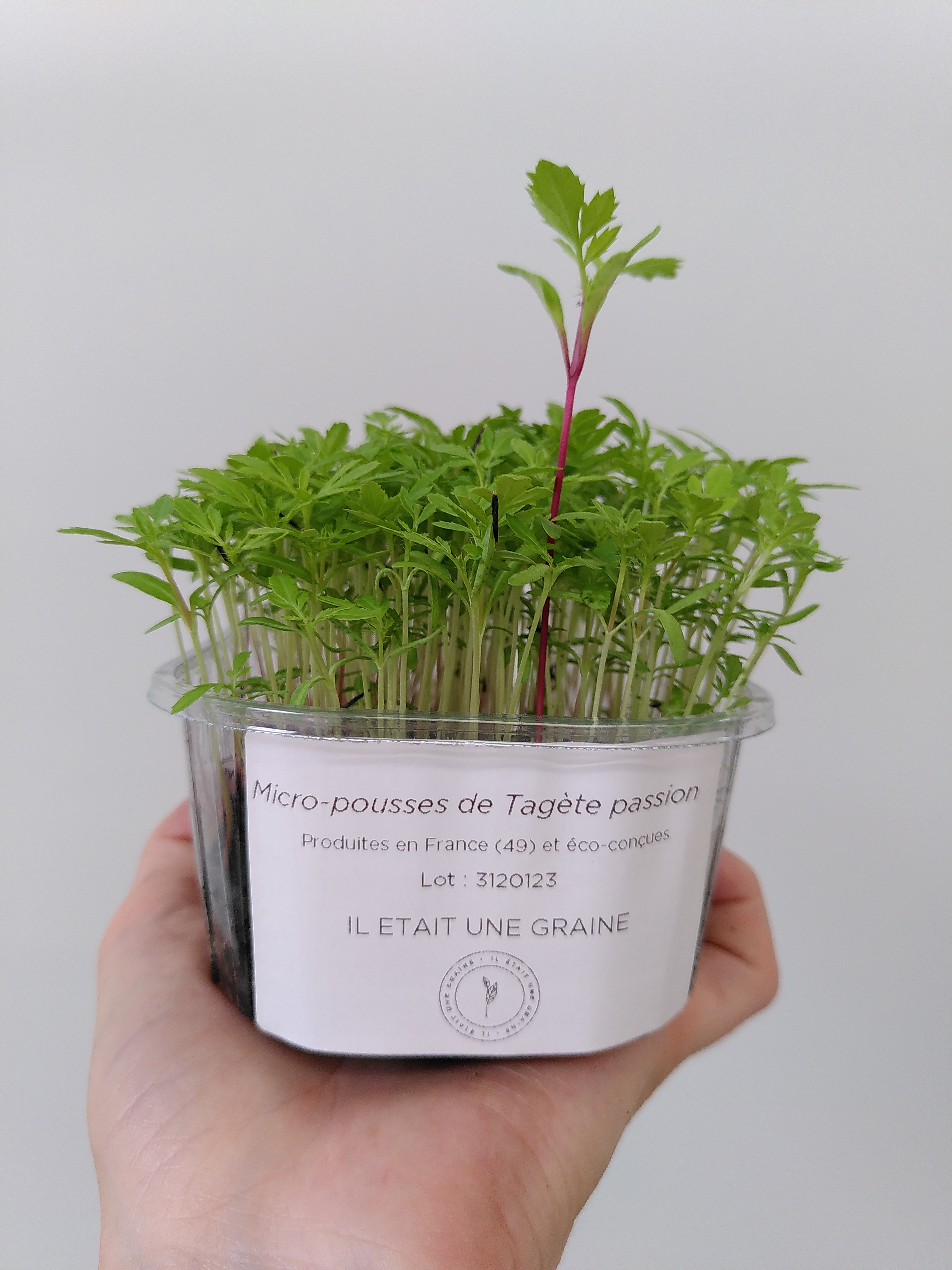 Visite d'une exploitation de micro-pousses